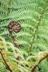 Silver Lady Fern (Blechnum Gibbum) Growing & Care Guide - It is Home Garden